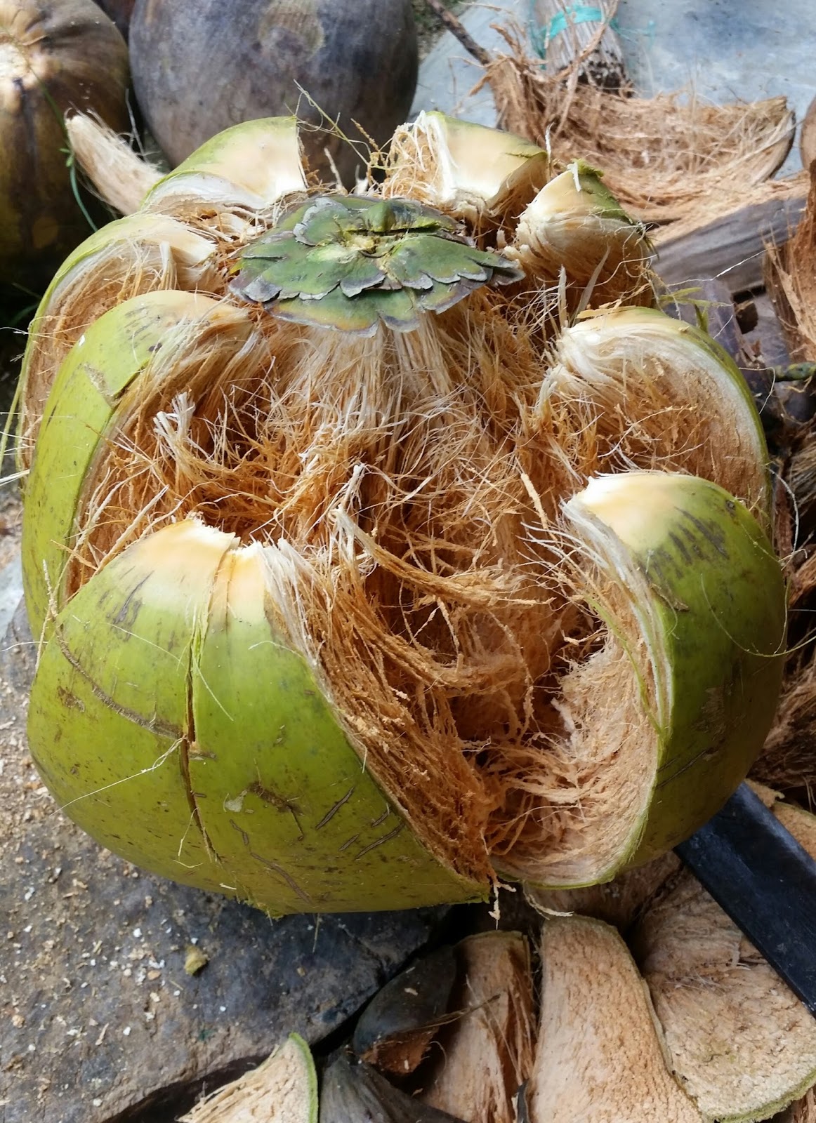 Warisan Petani: Buah Kelapa