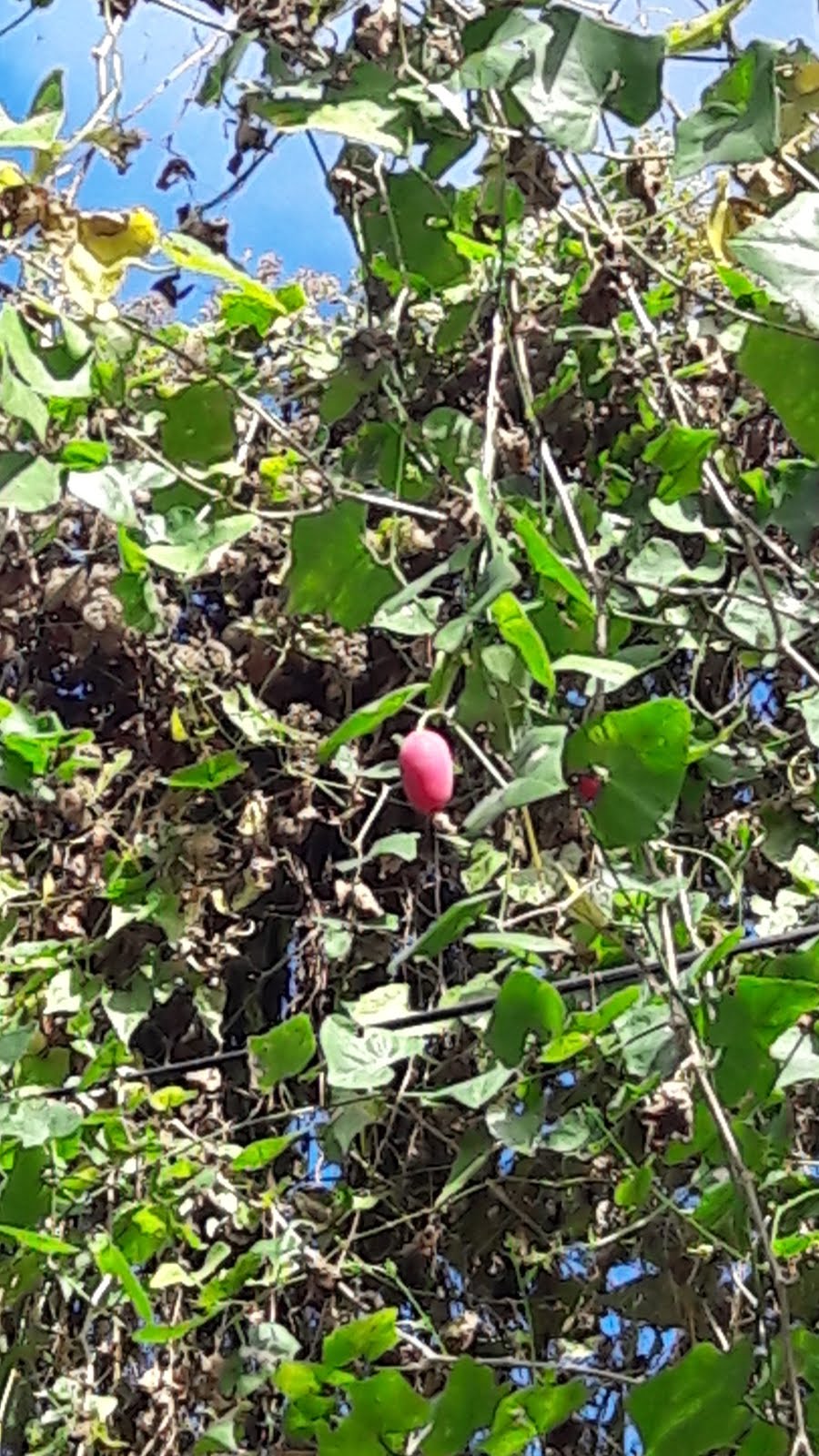 OUR PHILIPPINE TREES: Dangling Small Patola