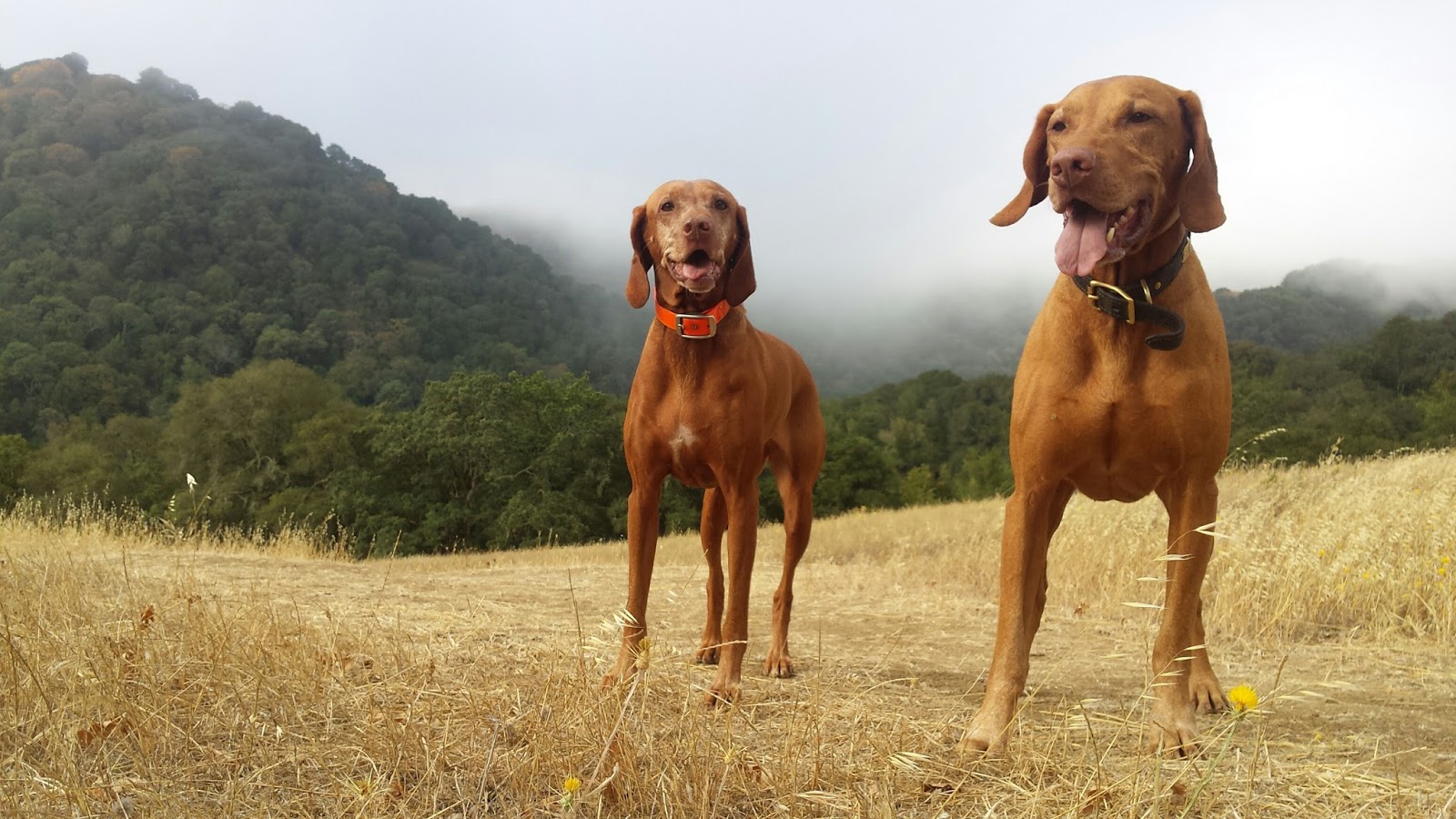 bird dog: Fog Dogs