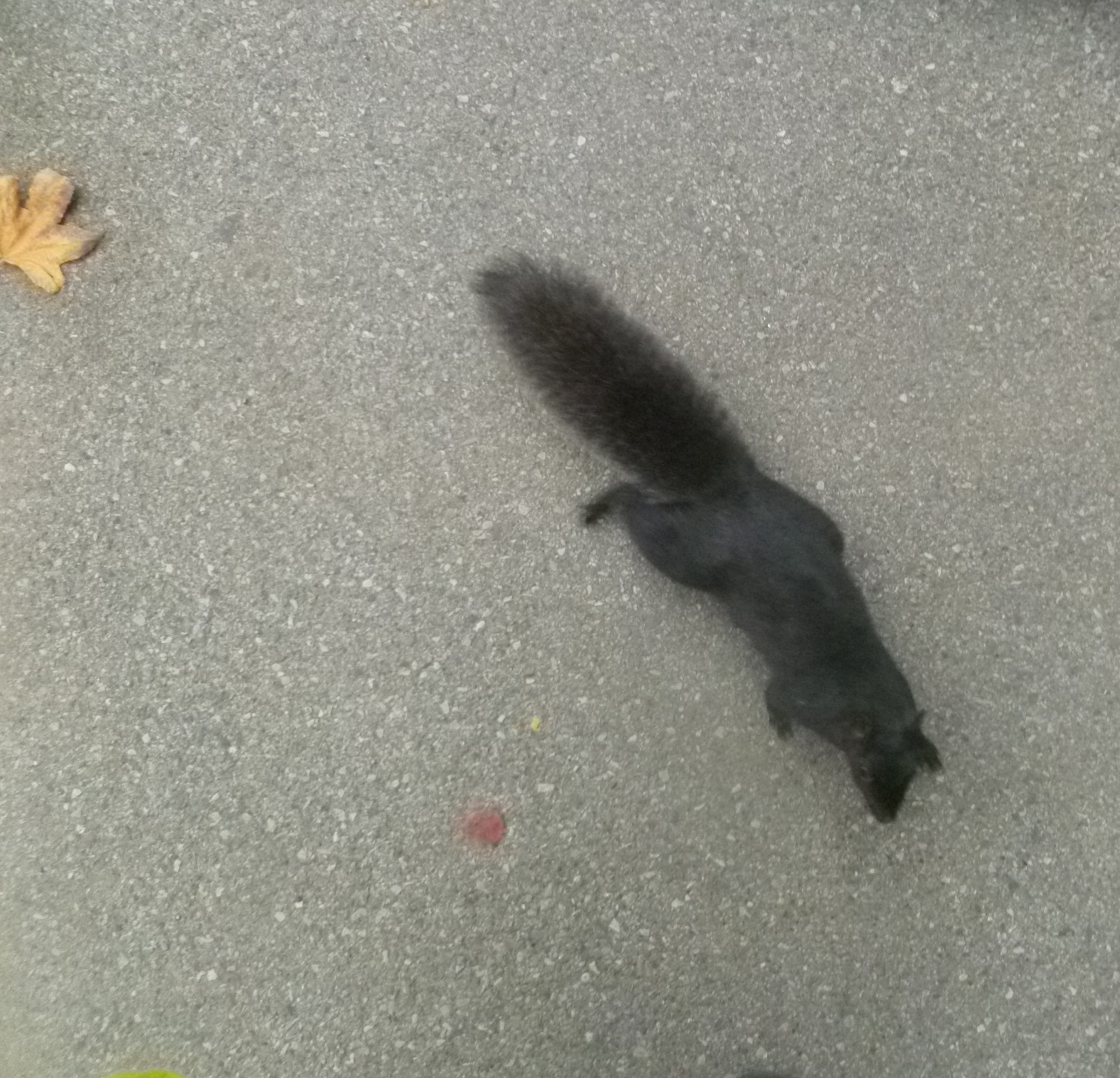 The New York Squirrel: Saying Goodbye