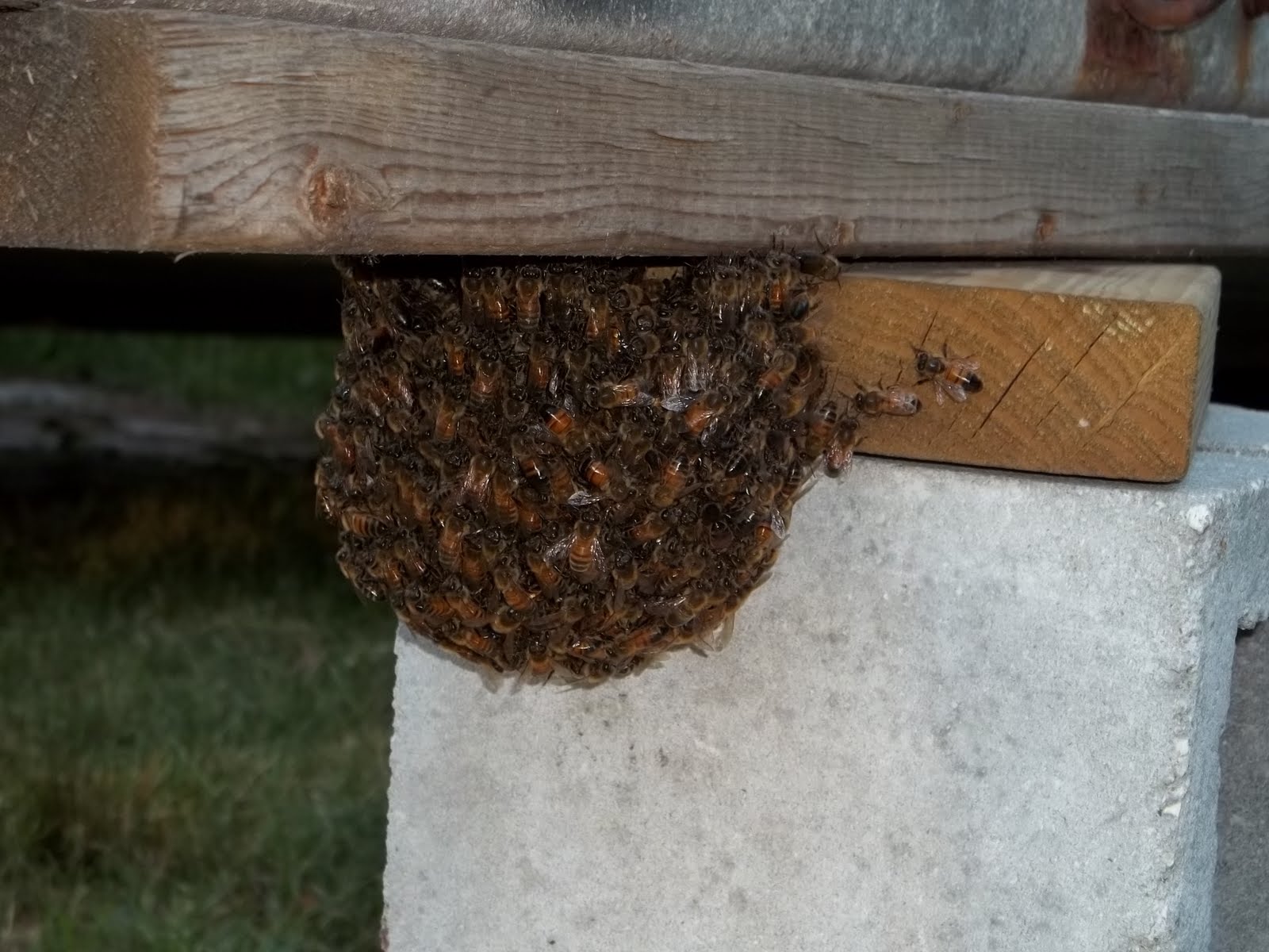 BizzyBuzzin' Honeybeezness: Saving The Nurse Bees
