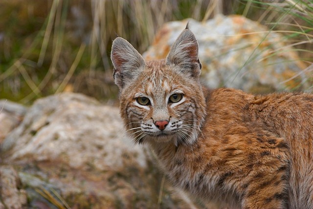 Abe's Animals: Mexican bobcat
