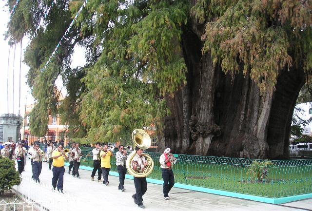 México: Ave y árbol nacional
