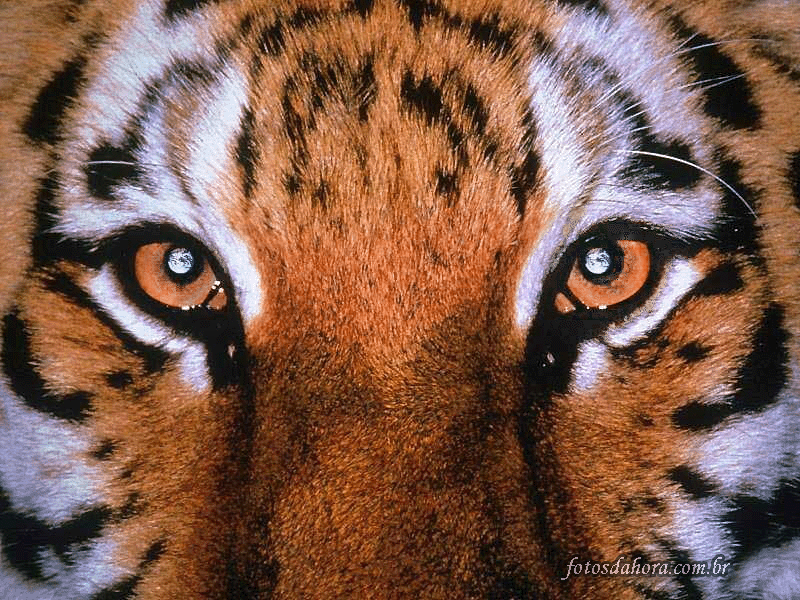 *Mi Ultima Lagrima*: junio 2011