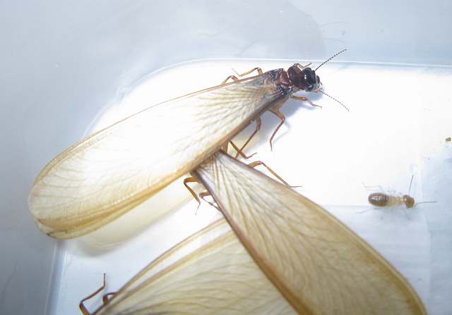 Photos and Info on Ants and Termites of Malaysia: Macrotermes Gilvus