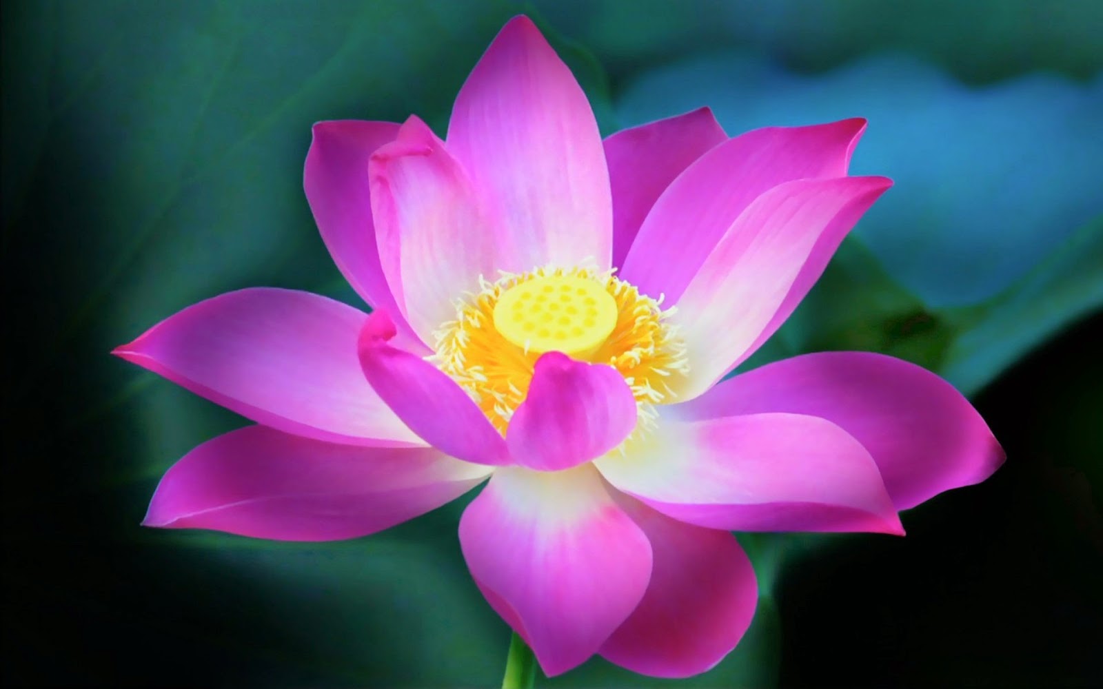 Ảnh nền hd những bông hoa sen tuyệt đẹp | Tải trò chơi miễn phí,game ...