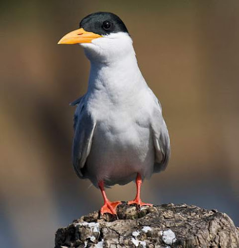 River tern images | Birds of India | Bird World
