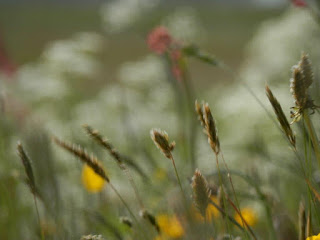 natuurrondleiding door een IVN-Natuurgids: Kropaar, Reukgras, Rood ...
