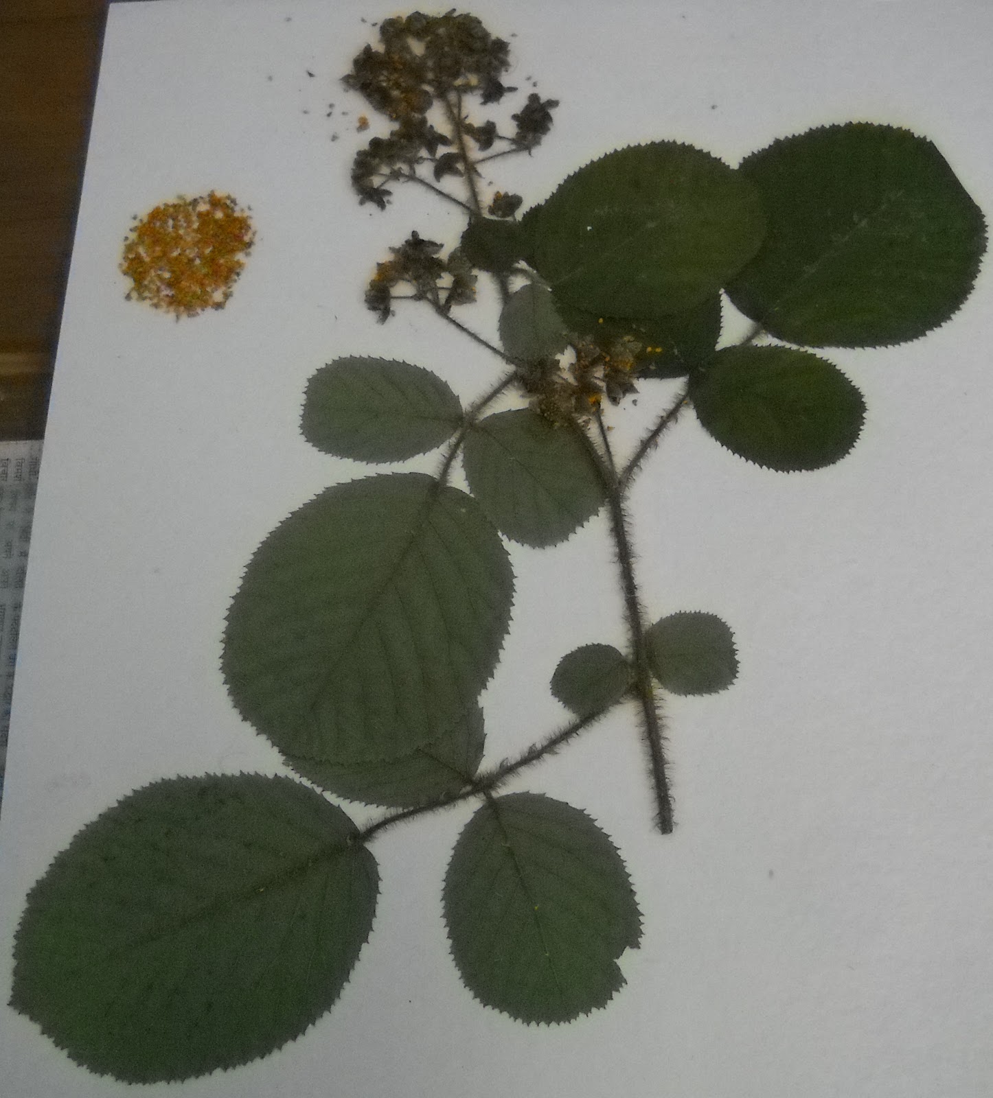 Rubus ellipticus Sm. : Sweet berry in Odisha.