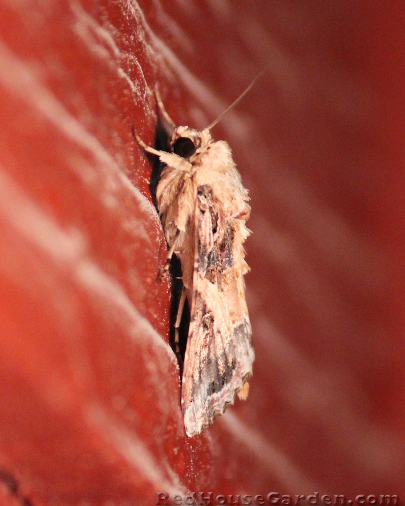 David Bindas Garden: A Little Love and Respect for Moths