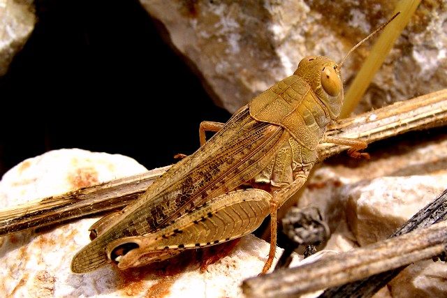 OBYWATEL ŚWIATA : Cykady