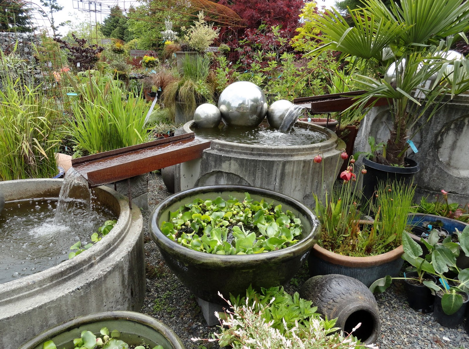 danger garden: Finally! Visiting DIG Nursery on Vashon Island…