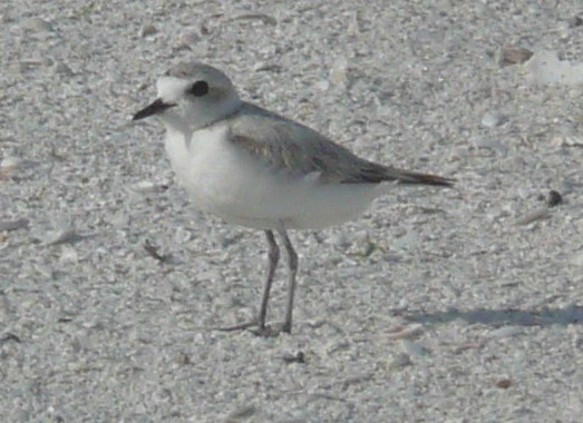 Florida Suncoast Birding: Snowy Plover - at Little Estero Lagoon Florida Suncoast Birding: Snowy Plover - at Little Estero Lagoon