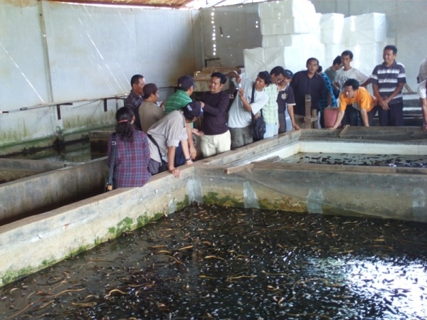 Cara Budidaya Belut Dalam Ember - Cara Budidaya