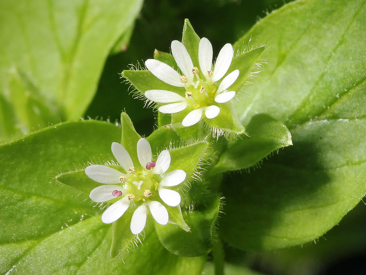Stories from the Wigwam: Medicinal Monday - Common Chickweed