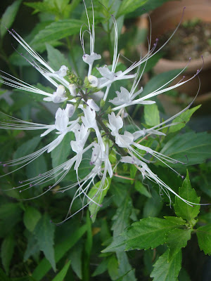 urban gardening: Balbas Pusa - Cat's Whiskers