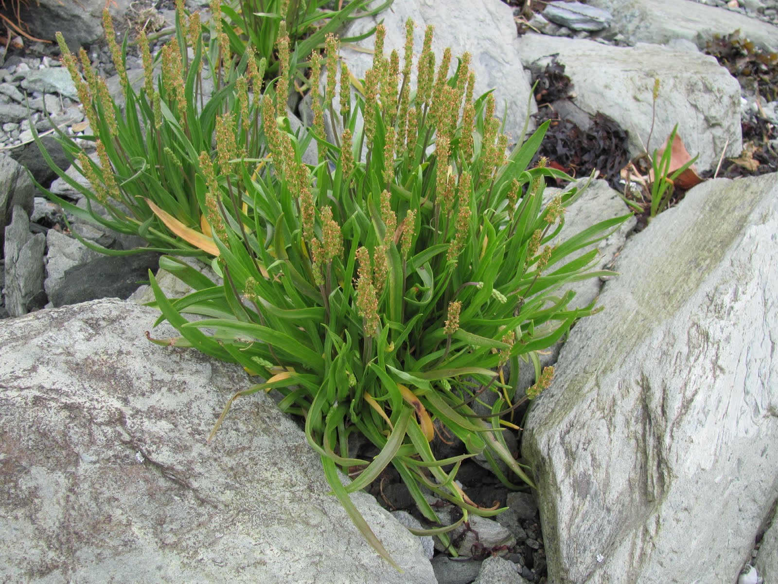 Pacific Northwest Botany: Saturday Botany Photos: Sea Plantain ...