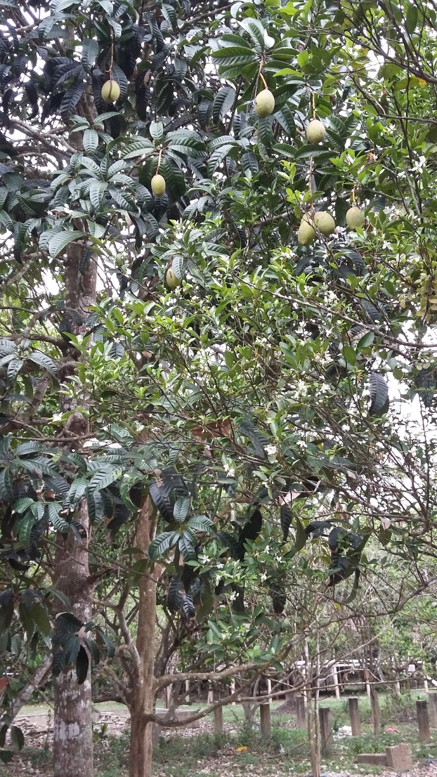 Kelulut NADZ-Bio: LEBAH KELULUT PEMBAWA RAHMAT KEPADA ALAM