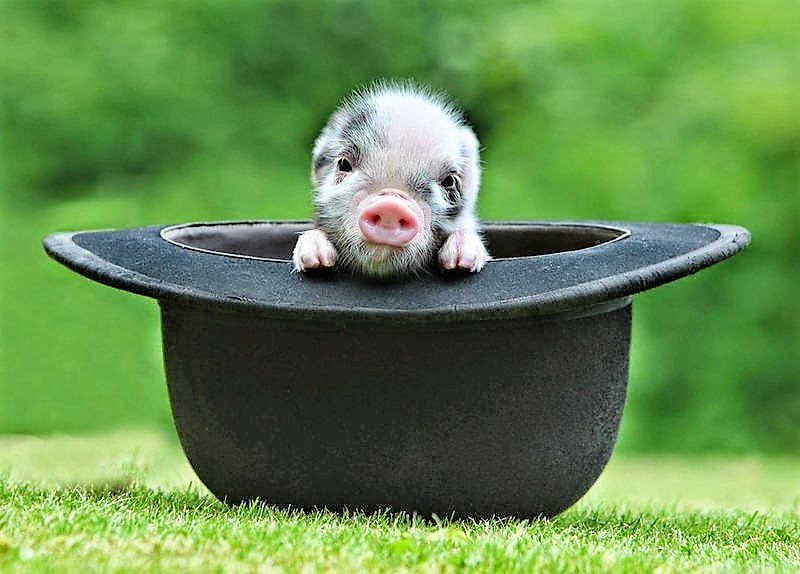 Fieggentrio: De kleinste biggetjes van de wereld.