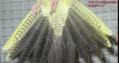 Exotic Birds: Totul despre Nimfe