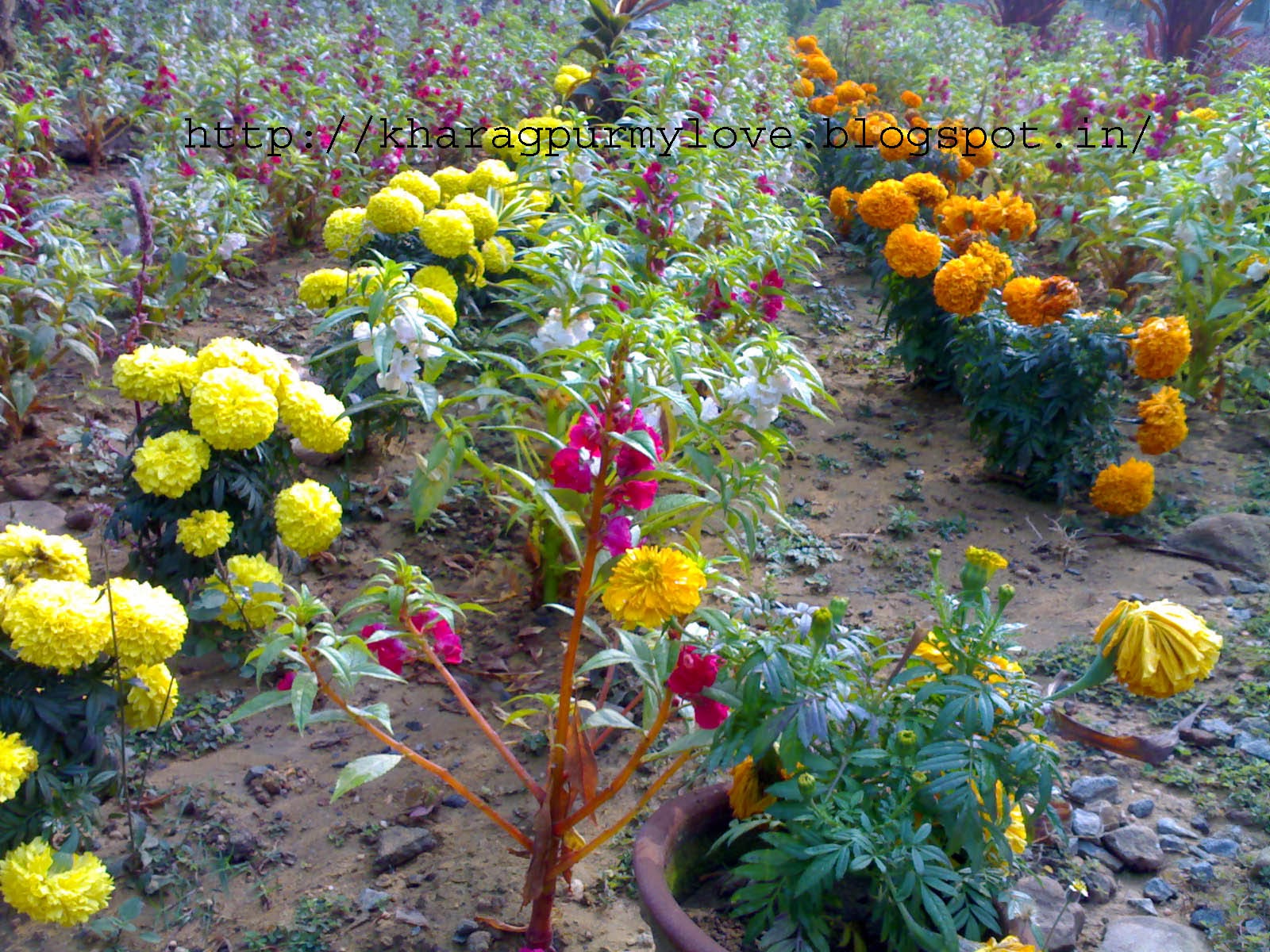 kharagpurmylove: Boronti, Muradi and Bero: Untrap natural habitat from ...