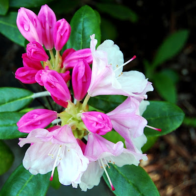 Capadia Designs: Flower and Photo Questions Answered