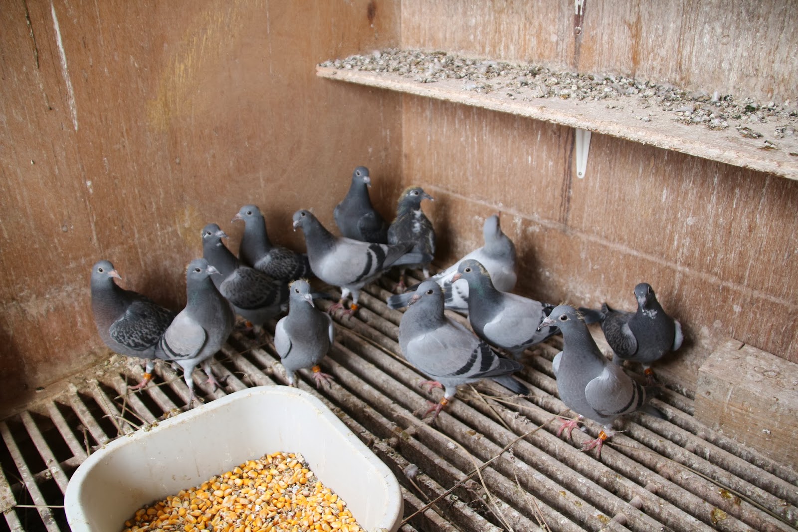 Elevage de pigeons voyageurs pour les concours defond des meilleures ...