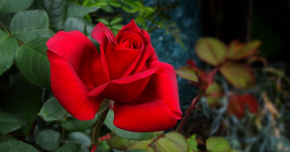 NixPages: 'FIREFIGHTER' ROSE