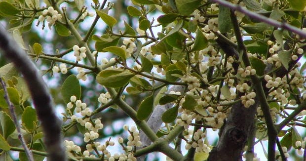 Topical Tens: 22nd December: Night of Mistletoe