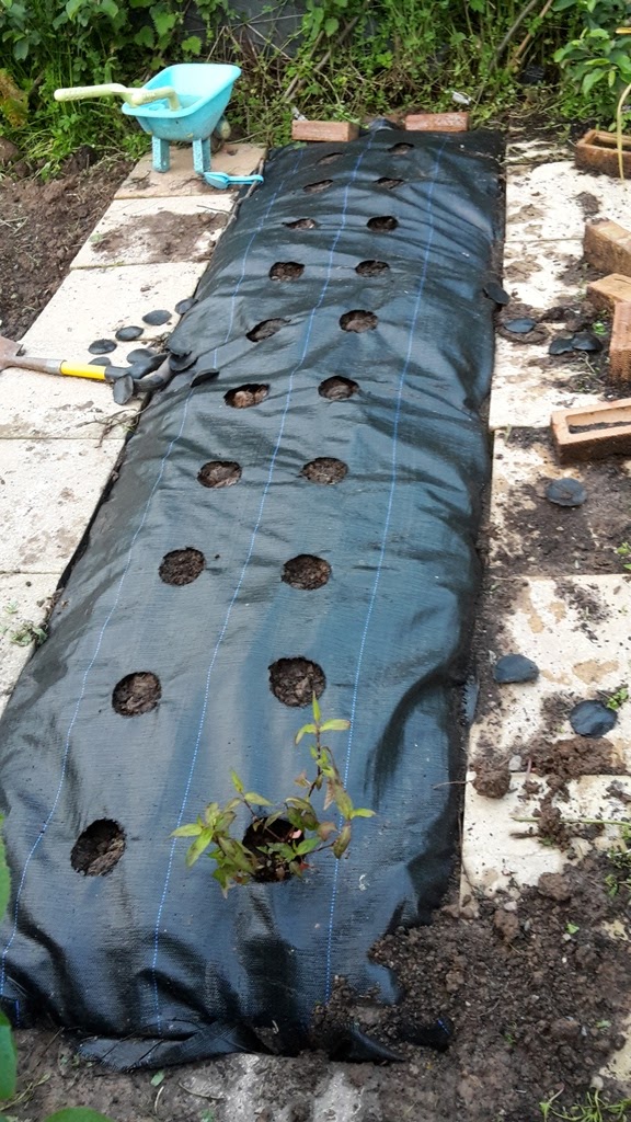 An English Homestead: More Planting Through Plastic