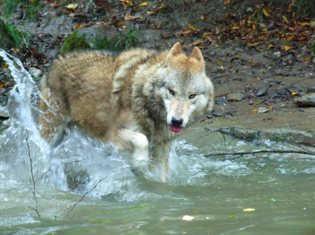 White Wolf : Meet The Amazing Looking Mongolian Wolf With Beautiful ...