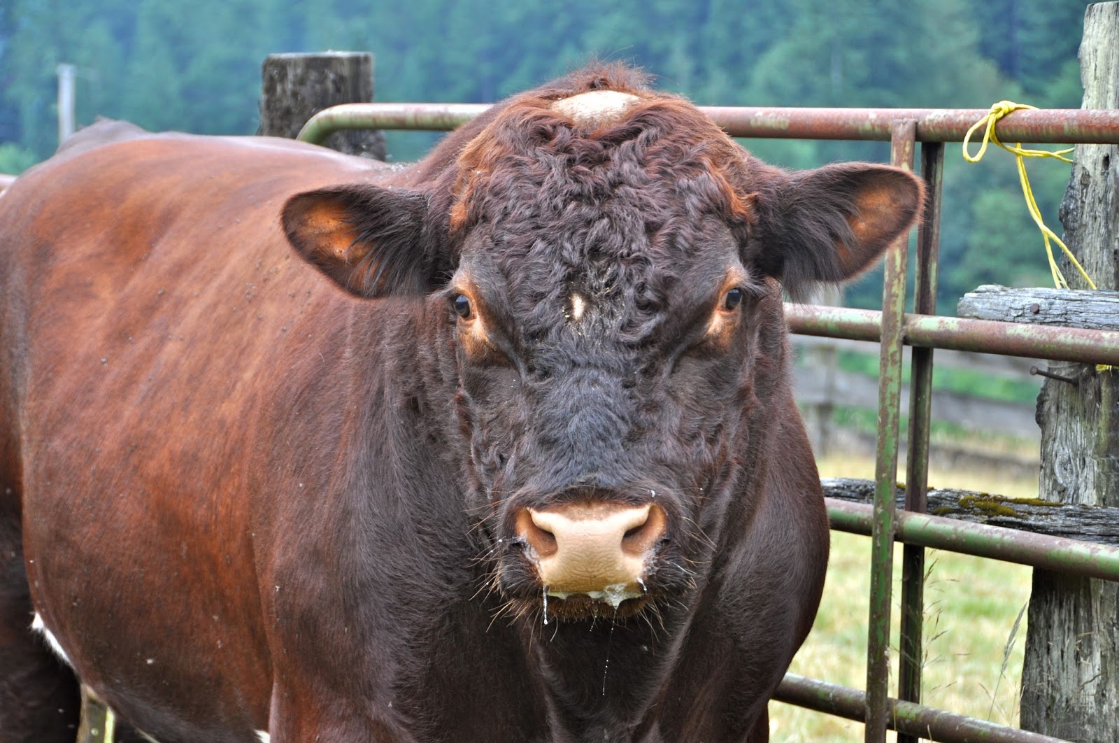 LuAnn Kessi: Working Cattle.....July 2013