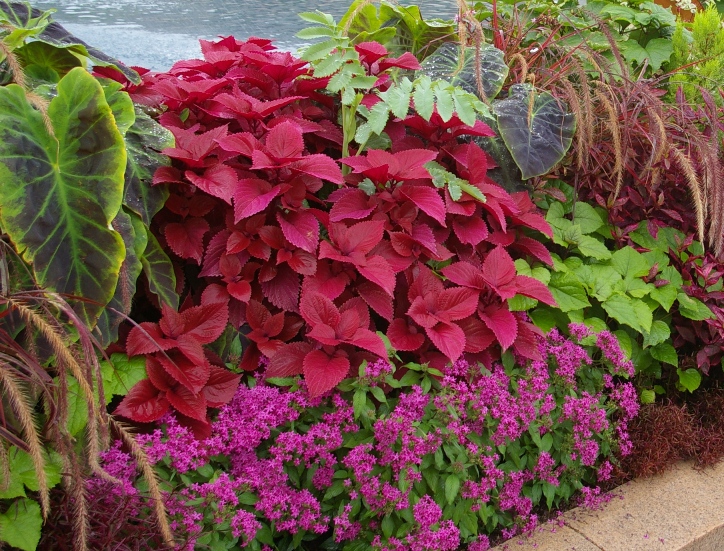 John Grimshaw's Garden Diary: Coruscating coleus