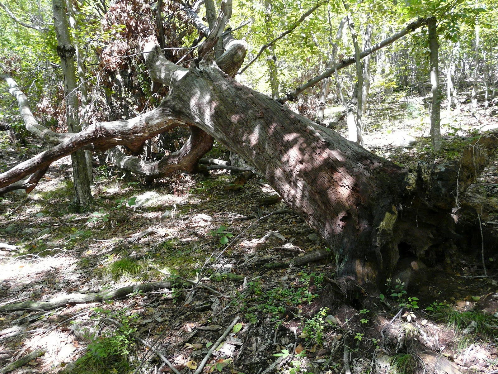 Timberturner + Bowlwood Woodturning: Wolf Trees of New England