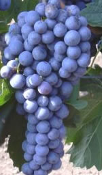 WINE:Reno Spiteri's Wineopolis.: Barolo or Barbaresco?