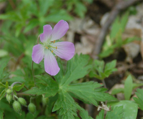 Michigan Wildflowers 2012: April 15 - Wild Geranium, Canada Violet