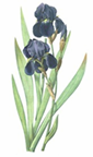 Tall Bearded Iris ROCOCO ~ HERITAGE IRISES