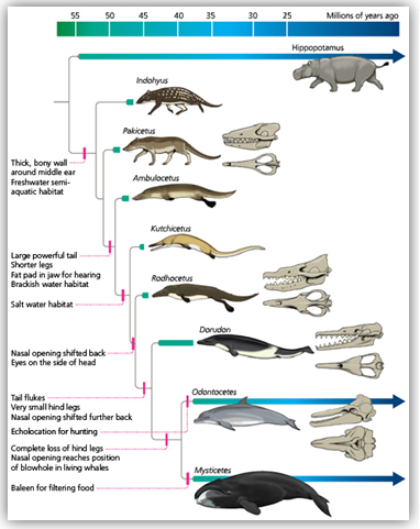 GURIAS DO SEGUNDÃO: SISTEMÁTICA FILOGENÉTICA