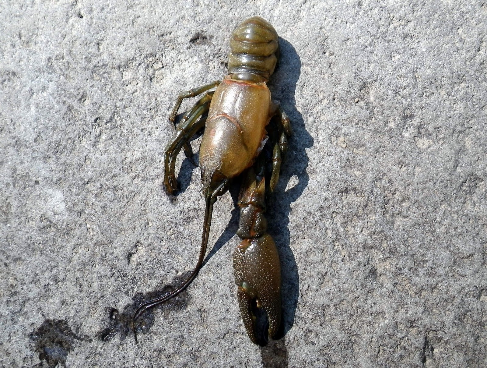 Gorge Fly Shop Blog: Creek Crawlers - Crayfish - Crawdads