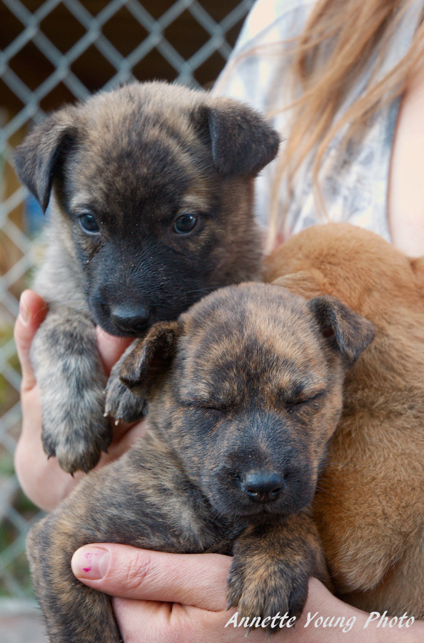 Tales to Wag about: Rescue puppies for Adoption
