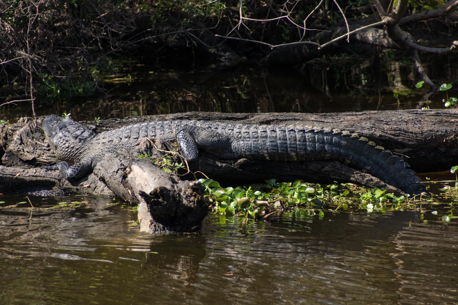 Buffalo and Beyond: Aligator Tail