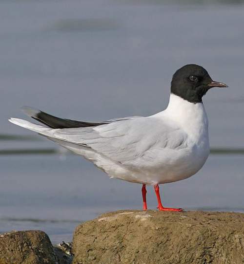 Little gull | Birds of India | Bird World