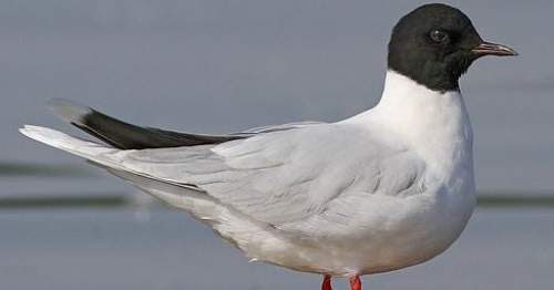 Little gull | Birds of India | Bird World