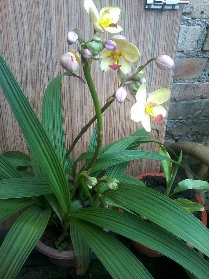 Berita TV Malaysia: Orkid kelapa orkid pinang