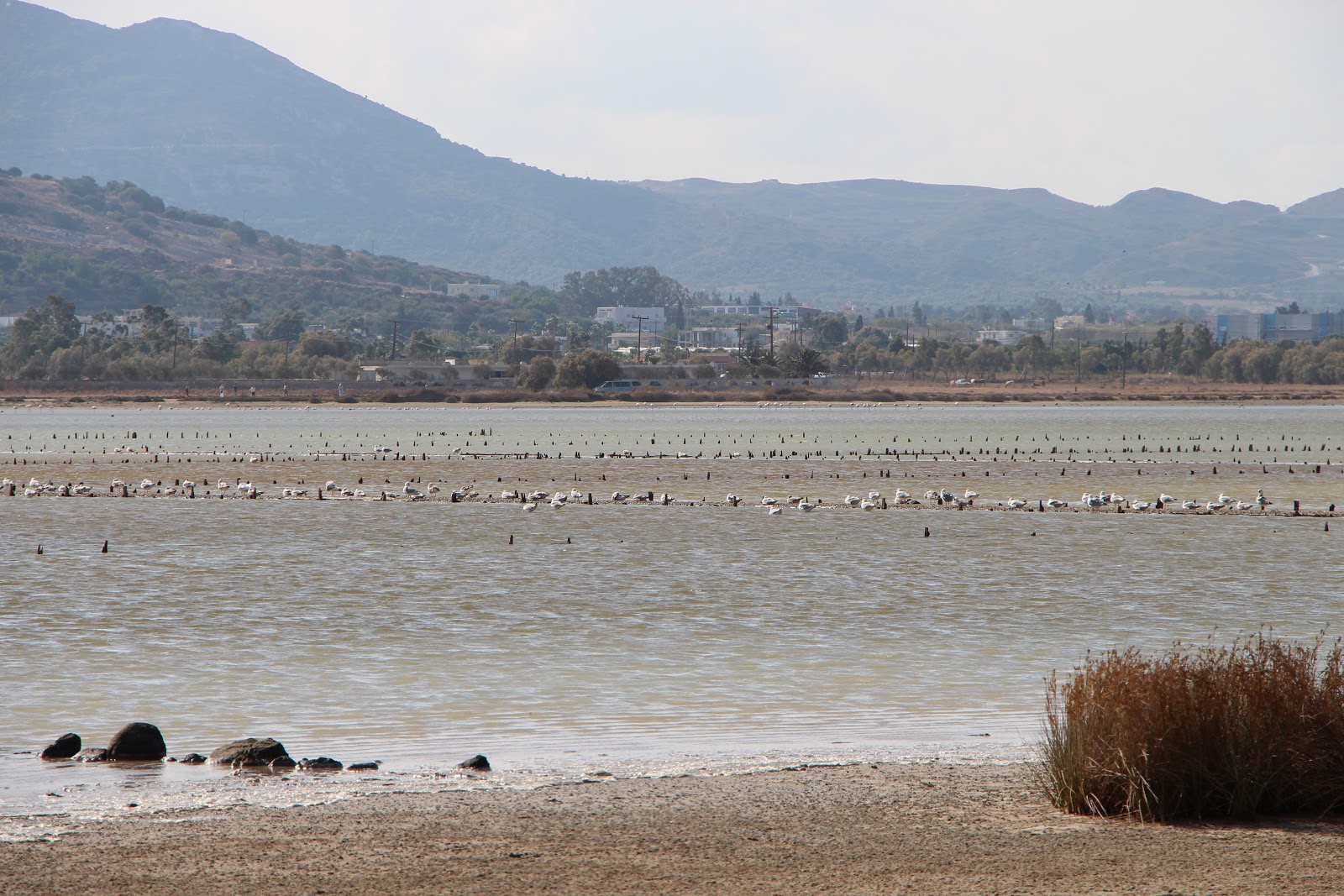 Bird watching in Kos |Discovering Kos and the surrounding islands