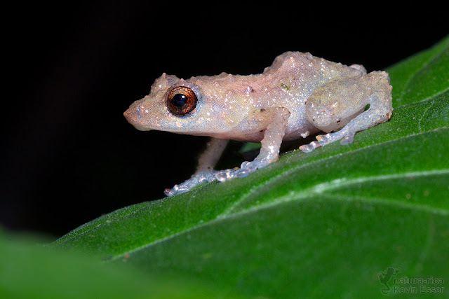 nature photography + herping : CR - Amphibians