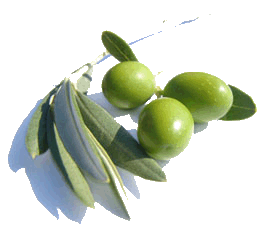 Ons leven op en rond Bali - Indonesië: Spanje -- Olijven