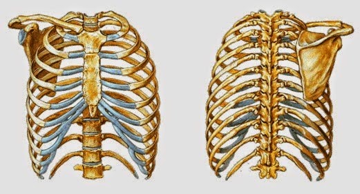 Anatomia do Tórax e Abdômen