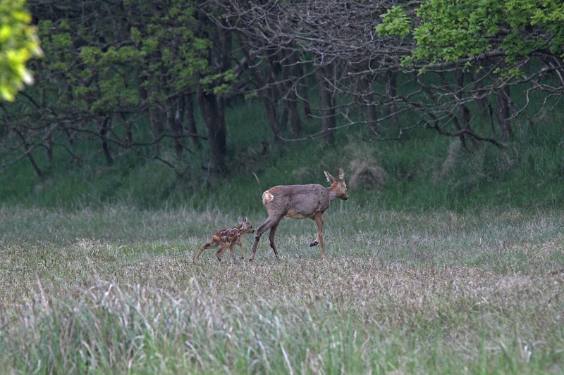 Dommelvos Natuurfotografie: REEKALFJE