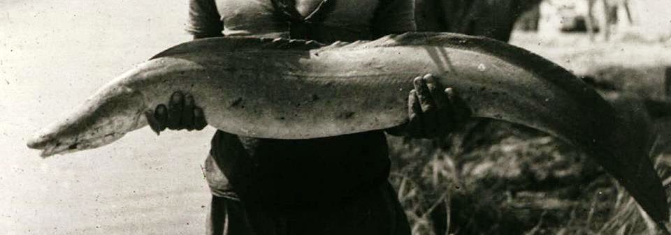 Mahamaya Hiko: Profil dan cara memelihara Aba-aba KnifeFish "Gymnarchus ...